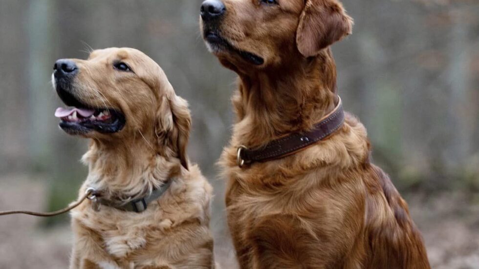 Assistenzhunde by my side e.V. | Ausbildung von Assistenzhunden für ...